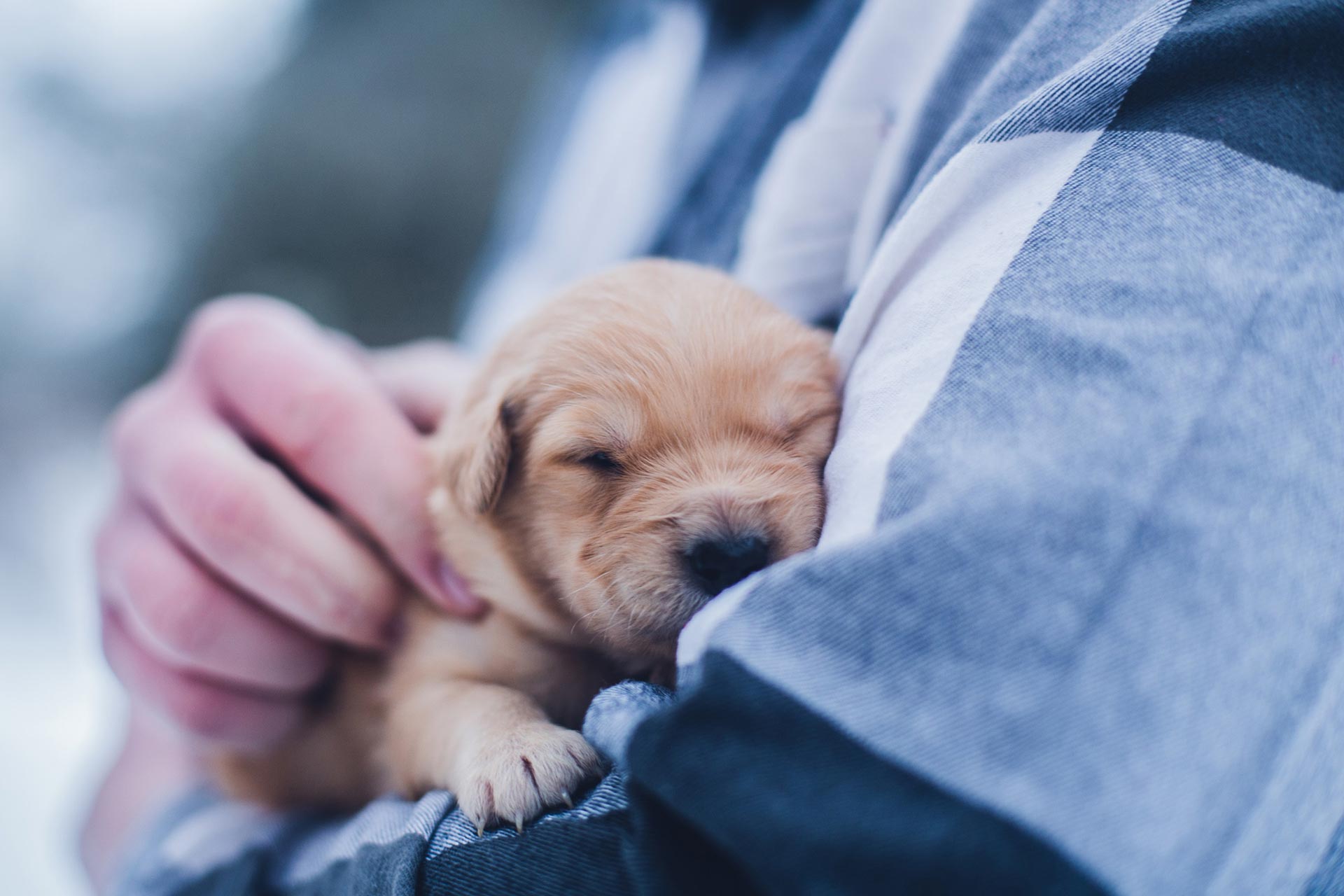 Cabinet Veterinar Galați – Medic Veterinar – Postelnicu Simona
